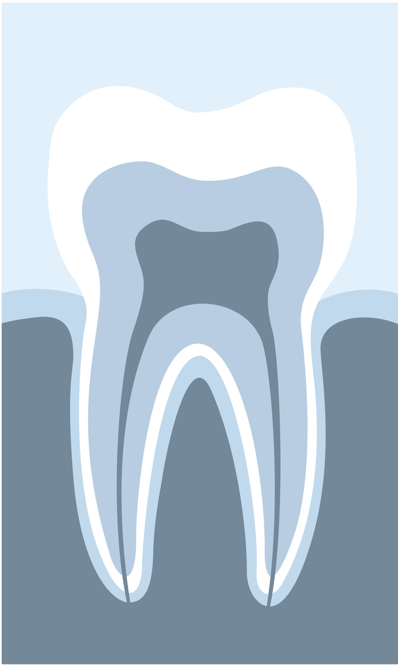 acurately tooth cross section - Parker Dental & Orthodontics Blog